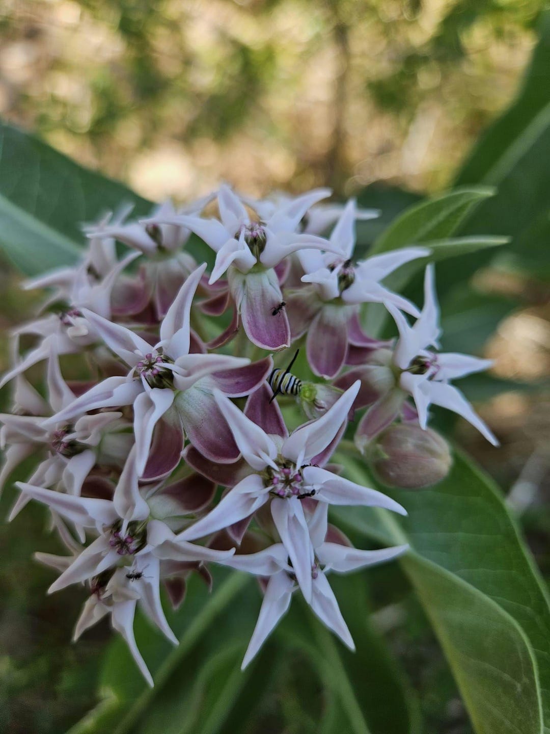 Showy Milkweed Seeds|asclepias Speciosa California Native Plants|native ...