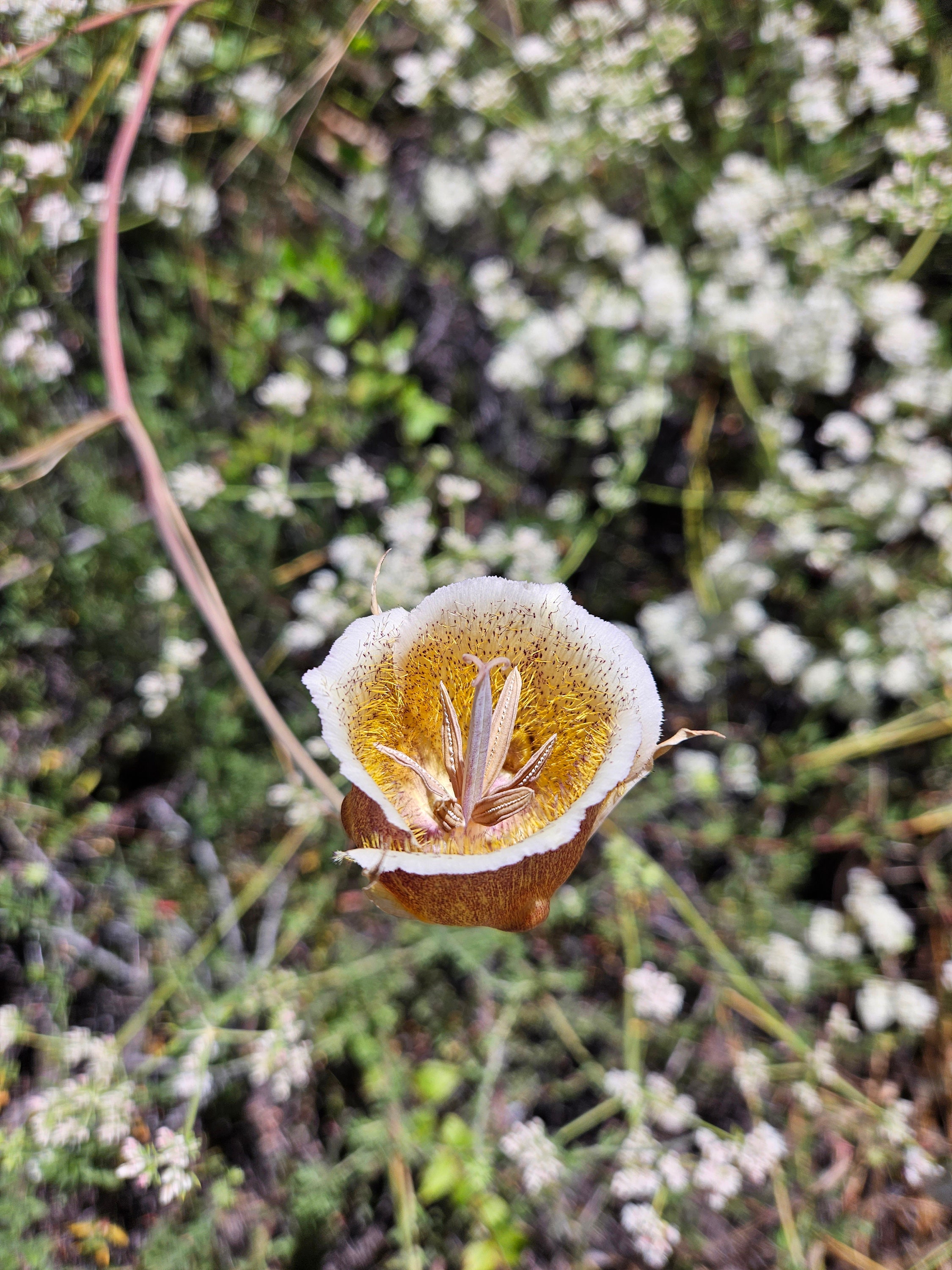 Intermediate Weed's Mariposa Lily|calochortus Weedii Var. Intermedius ...
