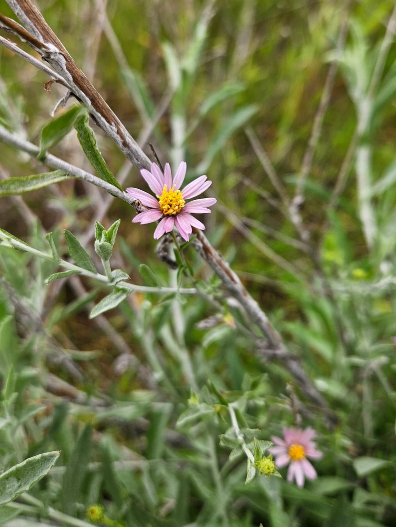 California Aster Seeds|corethrogyne Filaginifolia|california Native ...