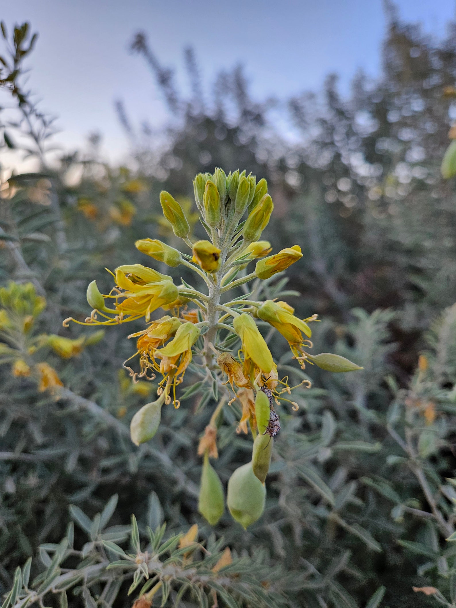 California Bladderpod Seeds|peritoma Arborea|california Native ...