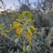 California Bladderpod Seeds|peritoma Arborea|california Native ...