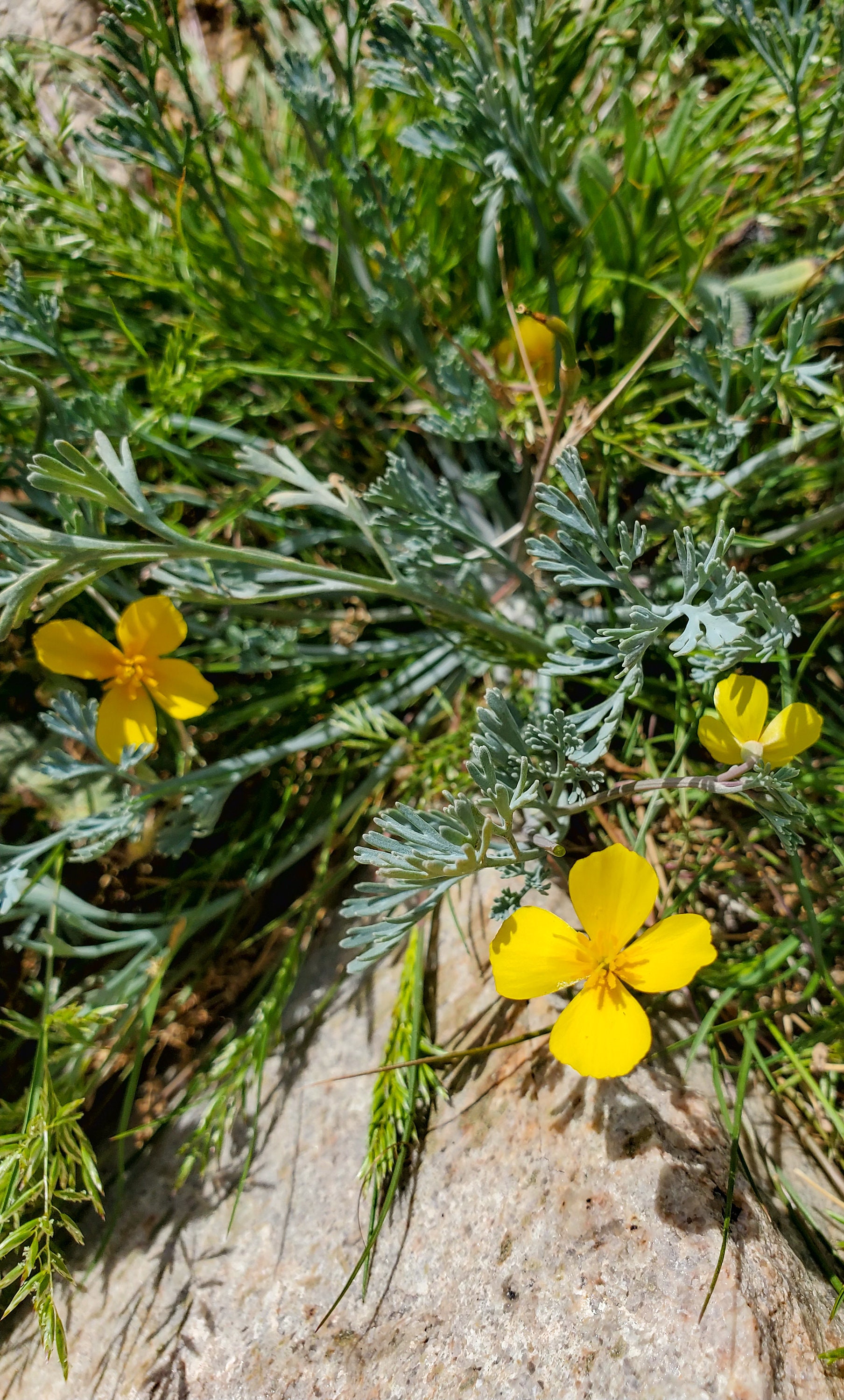 Little Gold Poppy Seedseschscholzia Minutiflora California - Etsy