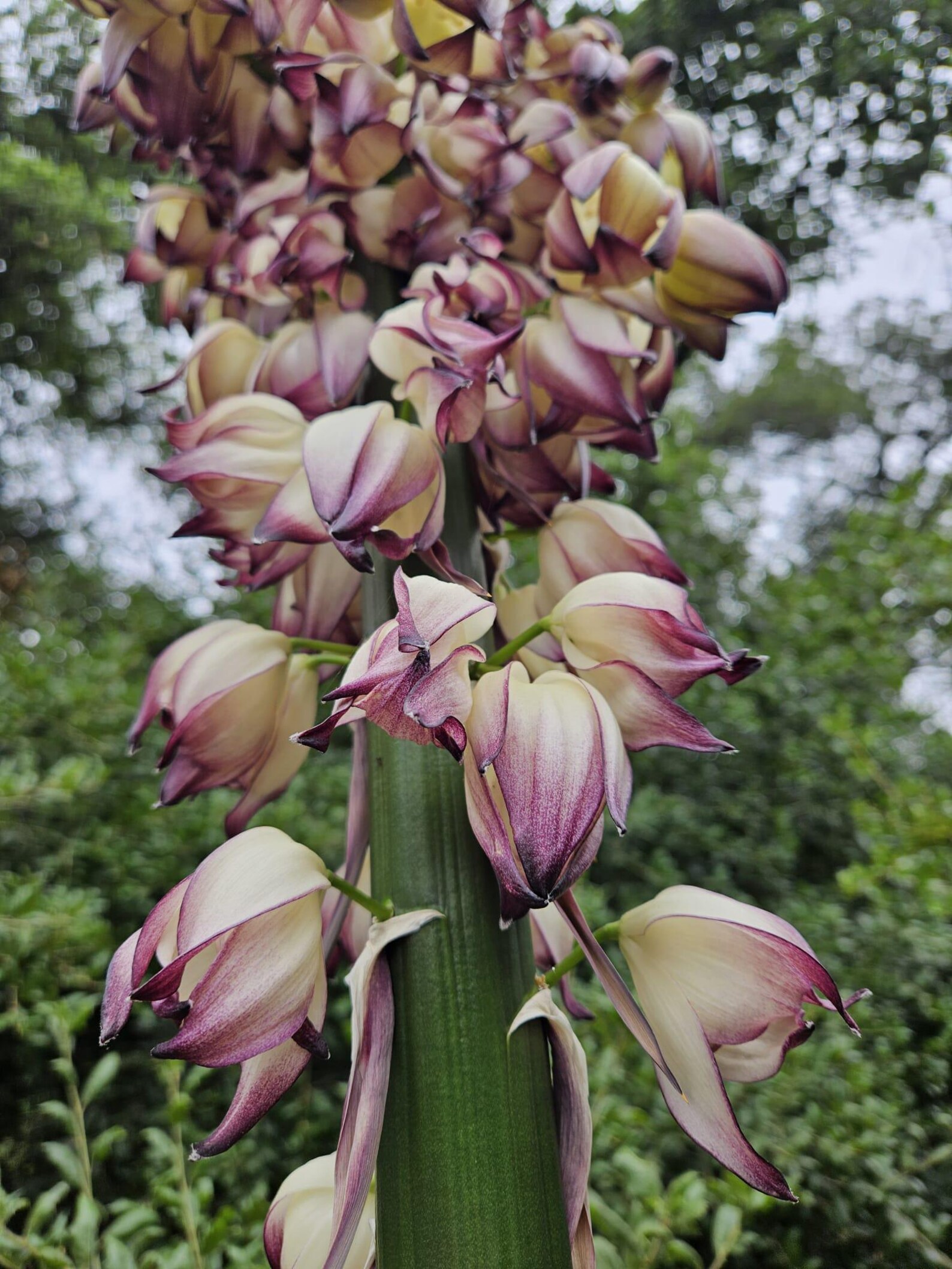Purple Chaparral Yucca Seeds|hesperoyucca Whipplei|california Native ...