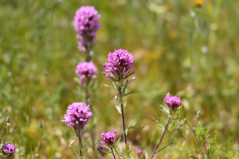Purple Owl's Clover Seeds|castilleja Exserta|california Native ...