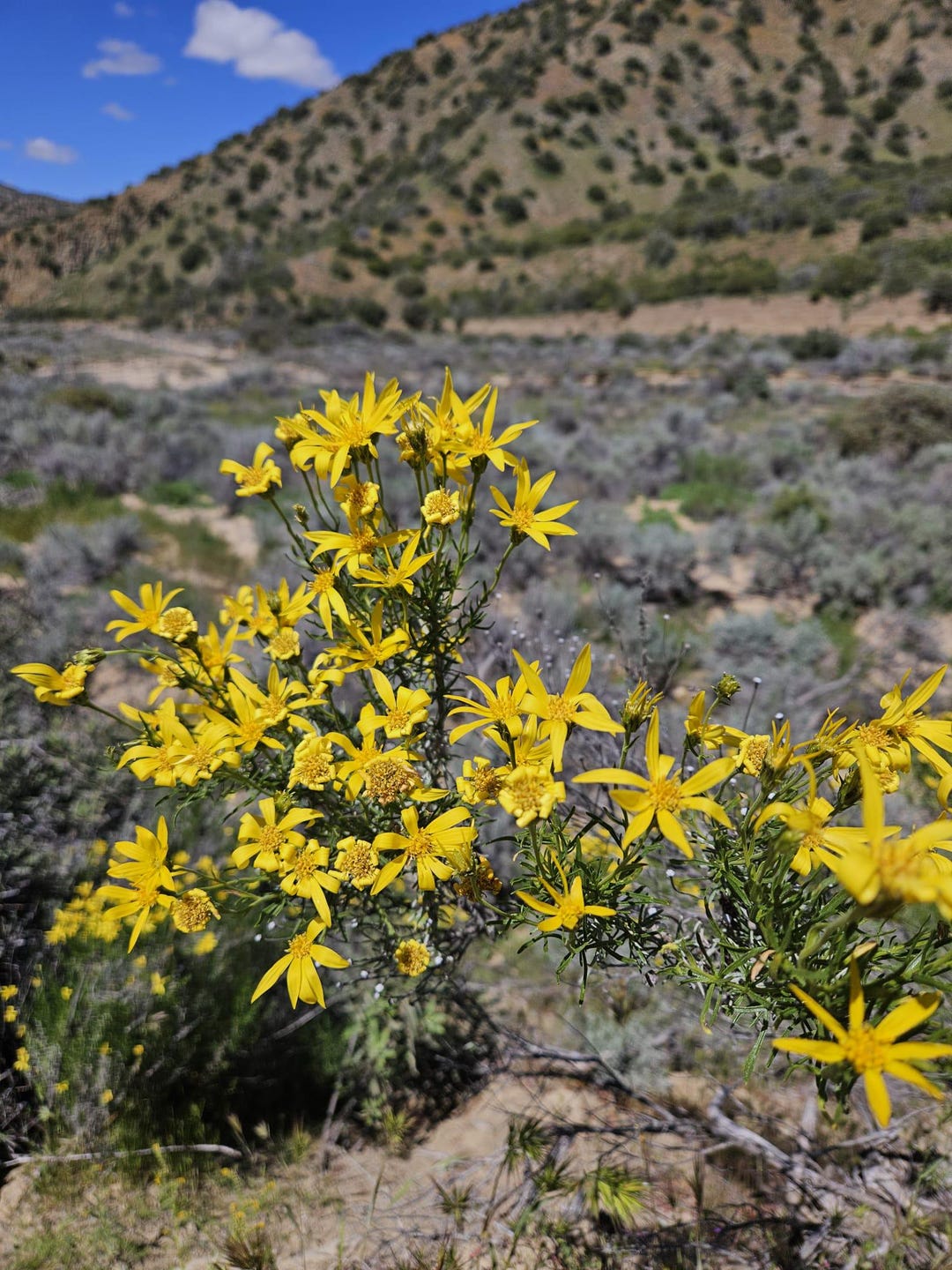 Linear Leaved Goldenbush Seeds|ericameria Linearifolia|california ...