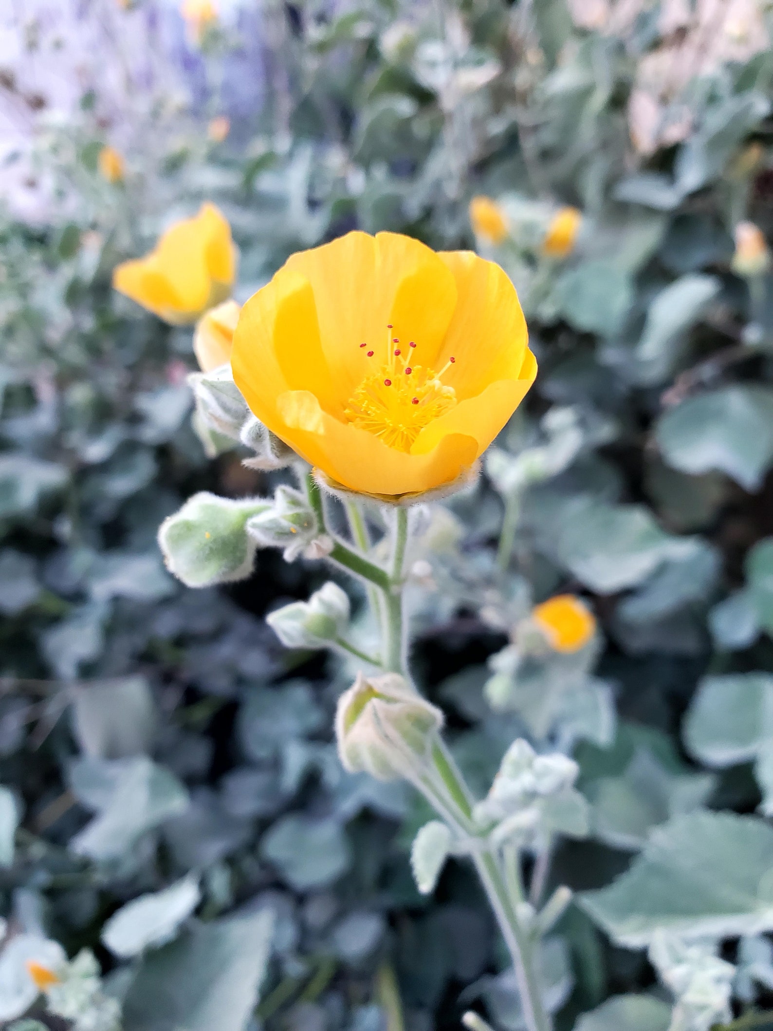 Palmer's Indian Mallow Seeds|abutilon Palmeri|california Native Seeds ...