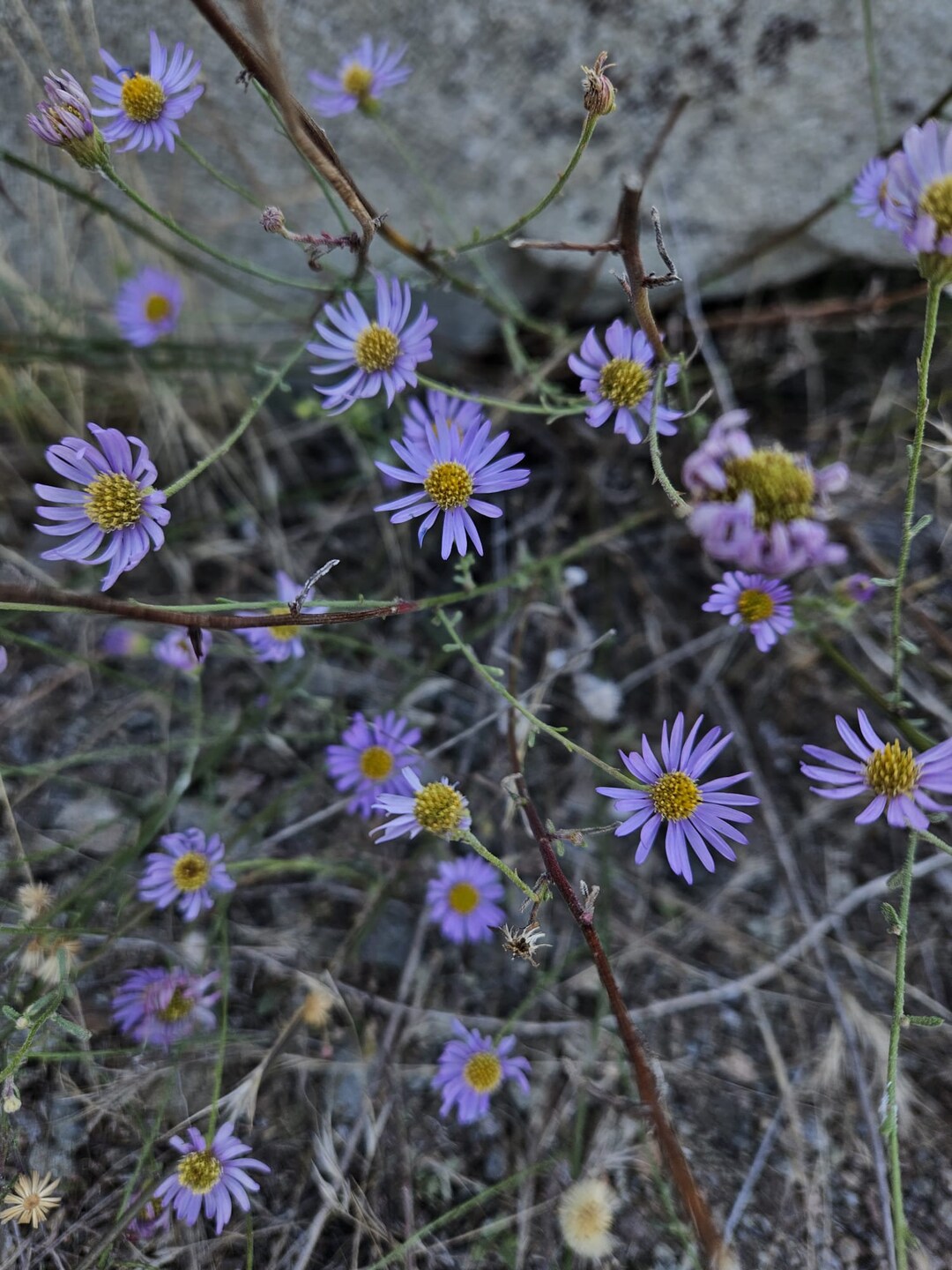 Leafy Daisy Seeds|erigeron Foliosus|california Native Wildflowers ...