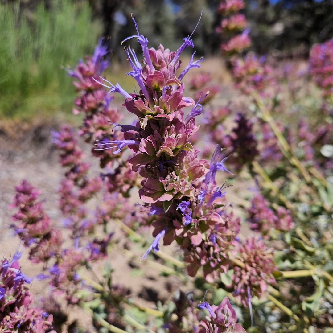 Blue Sage Seeds|salvia Pachyphylla|california Native Wildflowers|sage ...