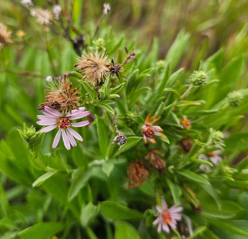 California Aster Seeds|corethrogyne Filaginifolia|california Native ...