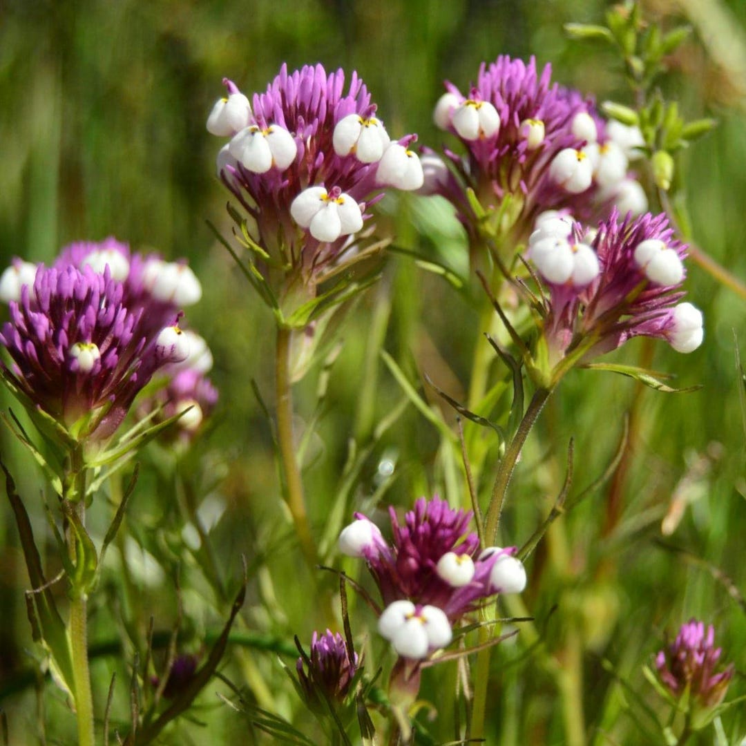 Purple Owl's Clover Seeds|castilleja Exserta|california Native ...