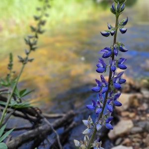Meadow Lupine Seeds|lupinus Polyphyllus|california Native Wildflowers ...