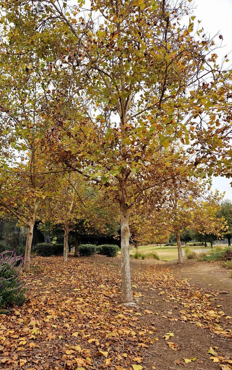 Western Sycamore Seeds|platanus Racemosa|california Native Plants ...