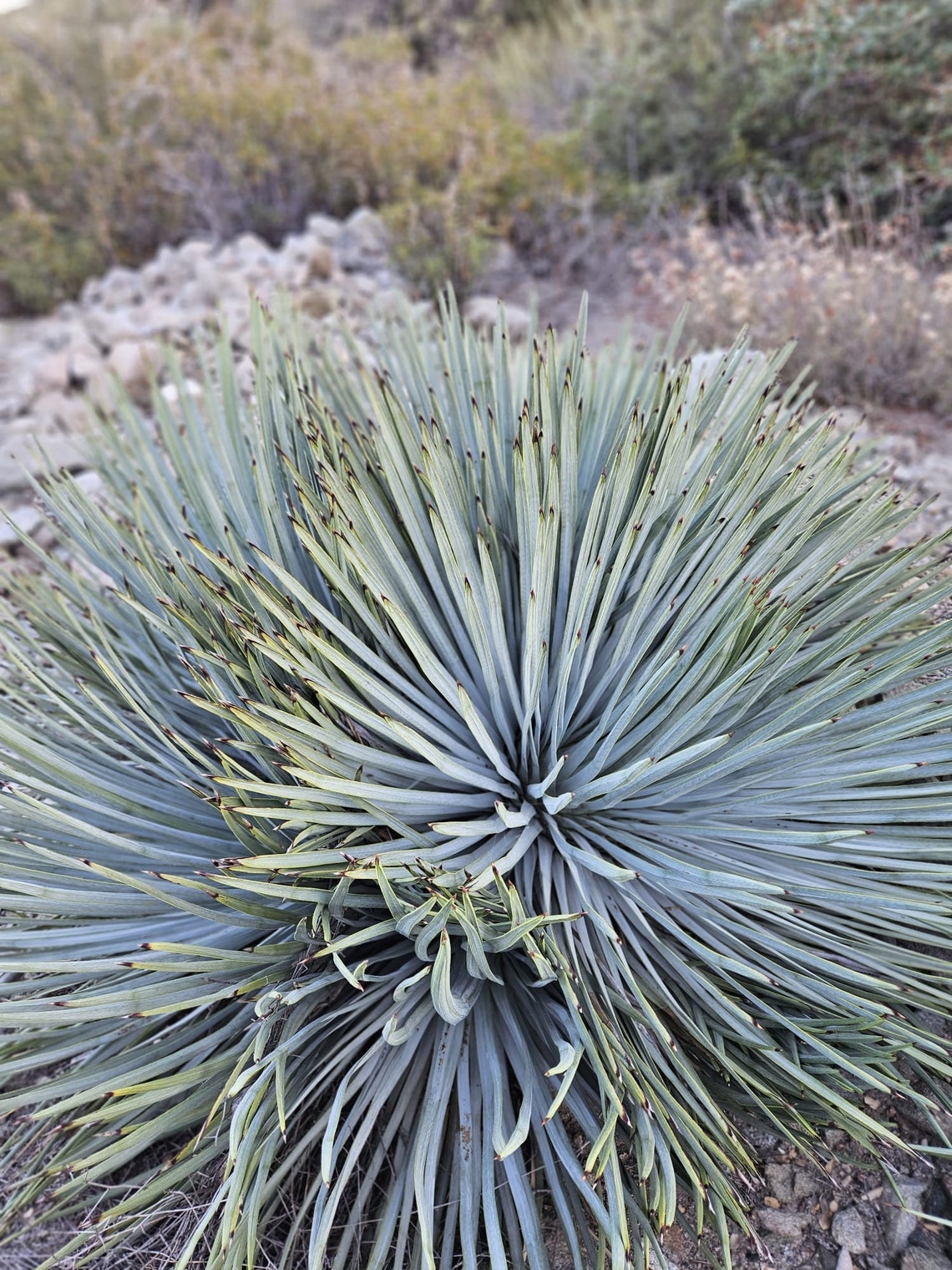 Purple Chaparral Yucca Seeds|hesperoyucca Whipplei|california Native ...
