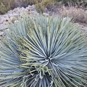 Purple Chaparral Yucca Seeds|hesperoyucca Whipplei|california Native ...