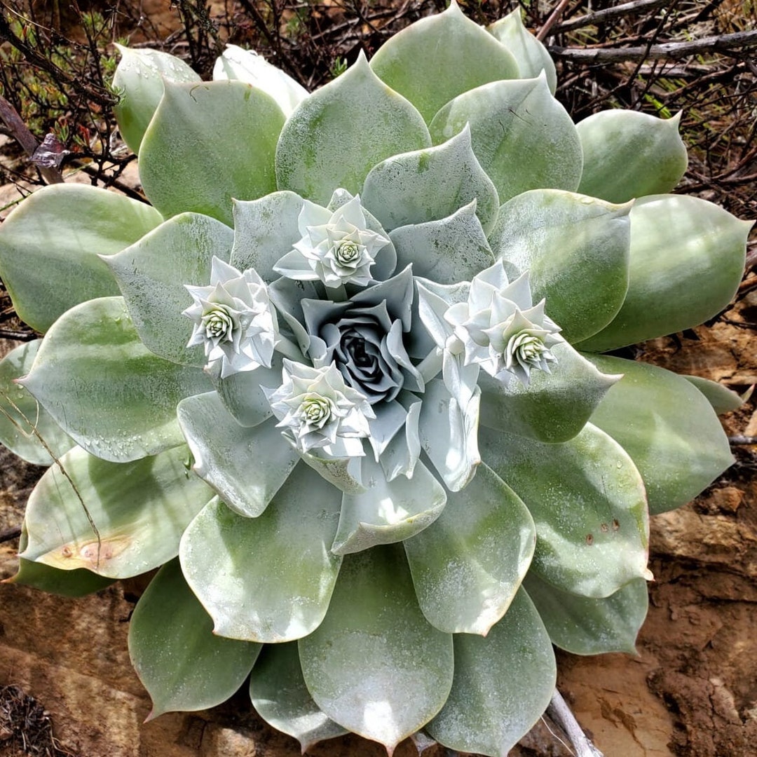 Chalk Dudleya Seeds|dudleya Pulverulenta|california Native Plant ...