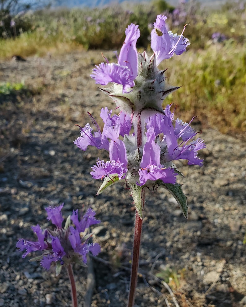 Thistle Sage Seeds|salvia Carduacea|california Native Plants|native ...