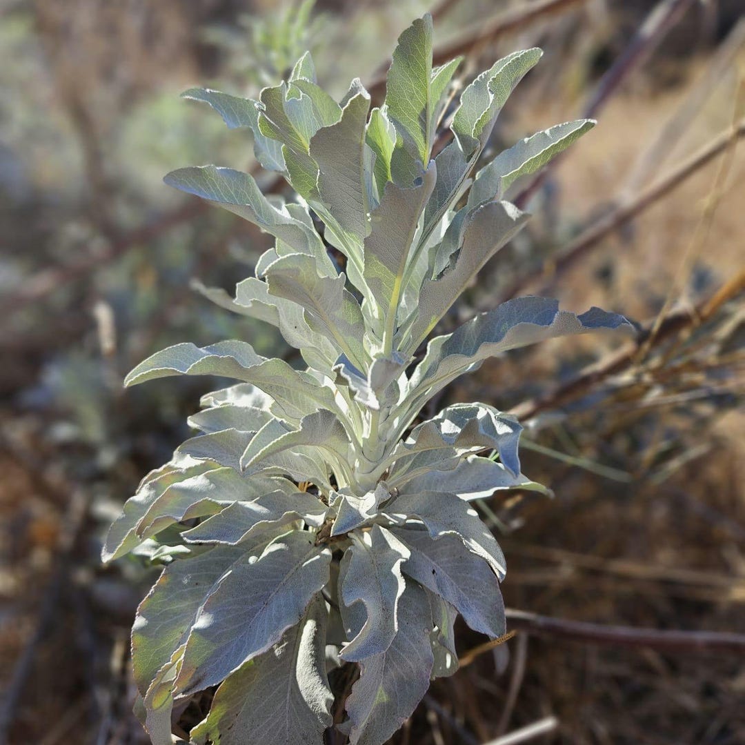 White Sage Seeds|salvia Apiana|california Native Plants|native ...