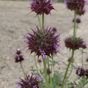 Chia Seeds|salvia Columbariae|california Native Plants|native ...