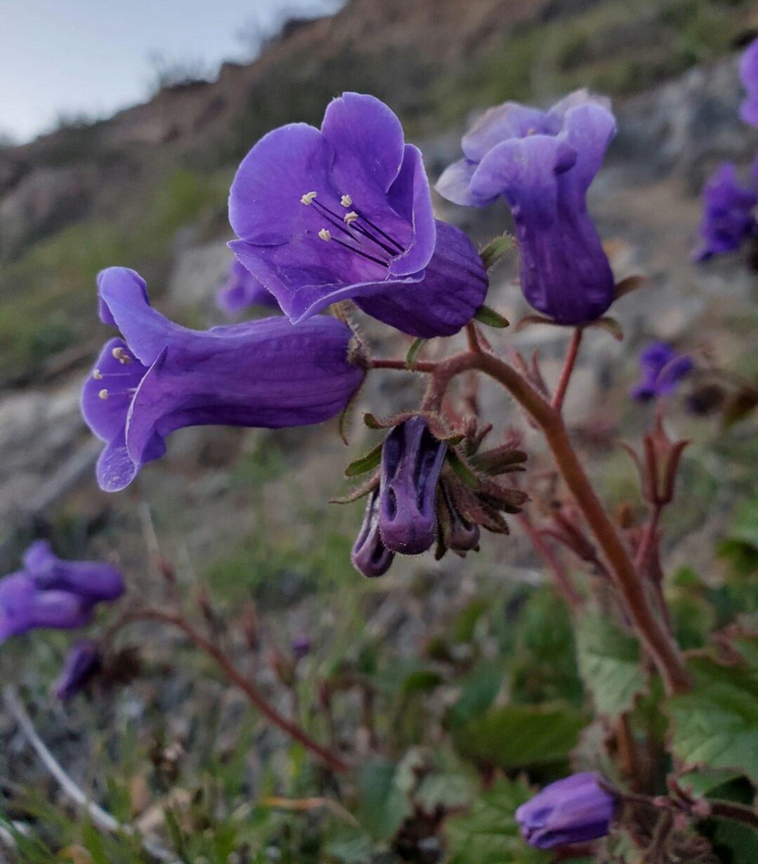 California Bluebell Seeds|phacelia Minor|california Native Plants ...