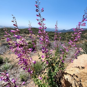Showy Penstemon Seeds|penstemon Spectabilis|california Native Plant ...