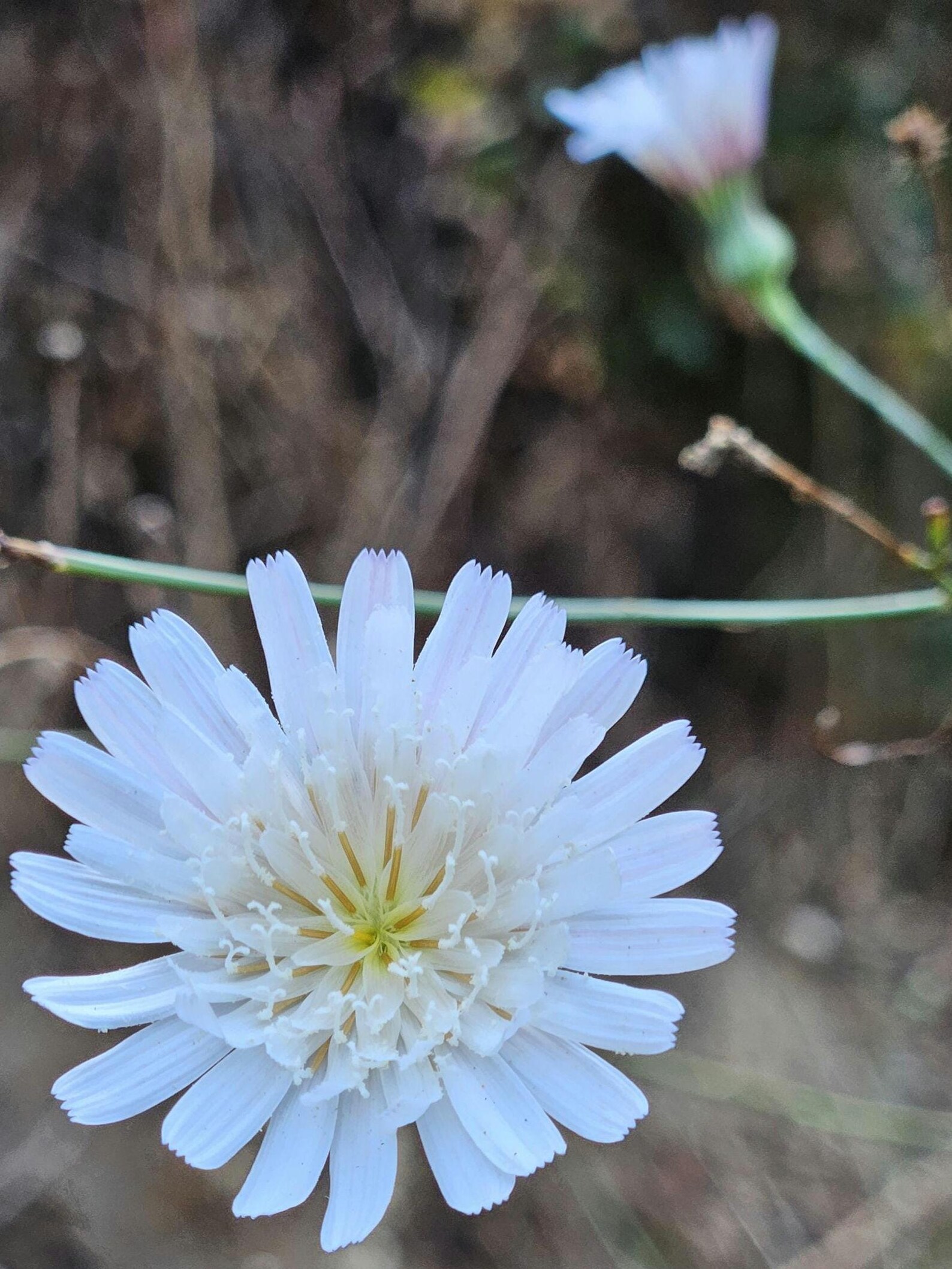 Cliff Aster Seeds|malacothrix Saxatilis|california Native Plants|native ...