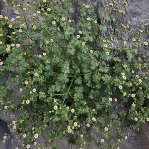 Emory's Rockdaisy Seeds|perityle Emoryi|daisy|california Native Plants ...