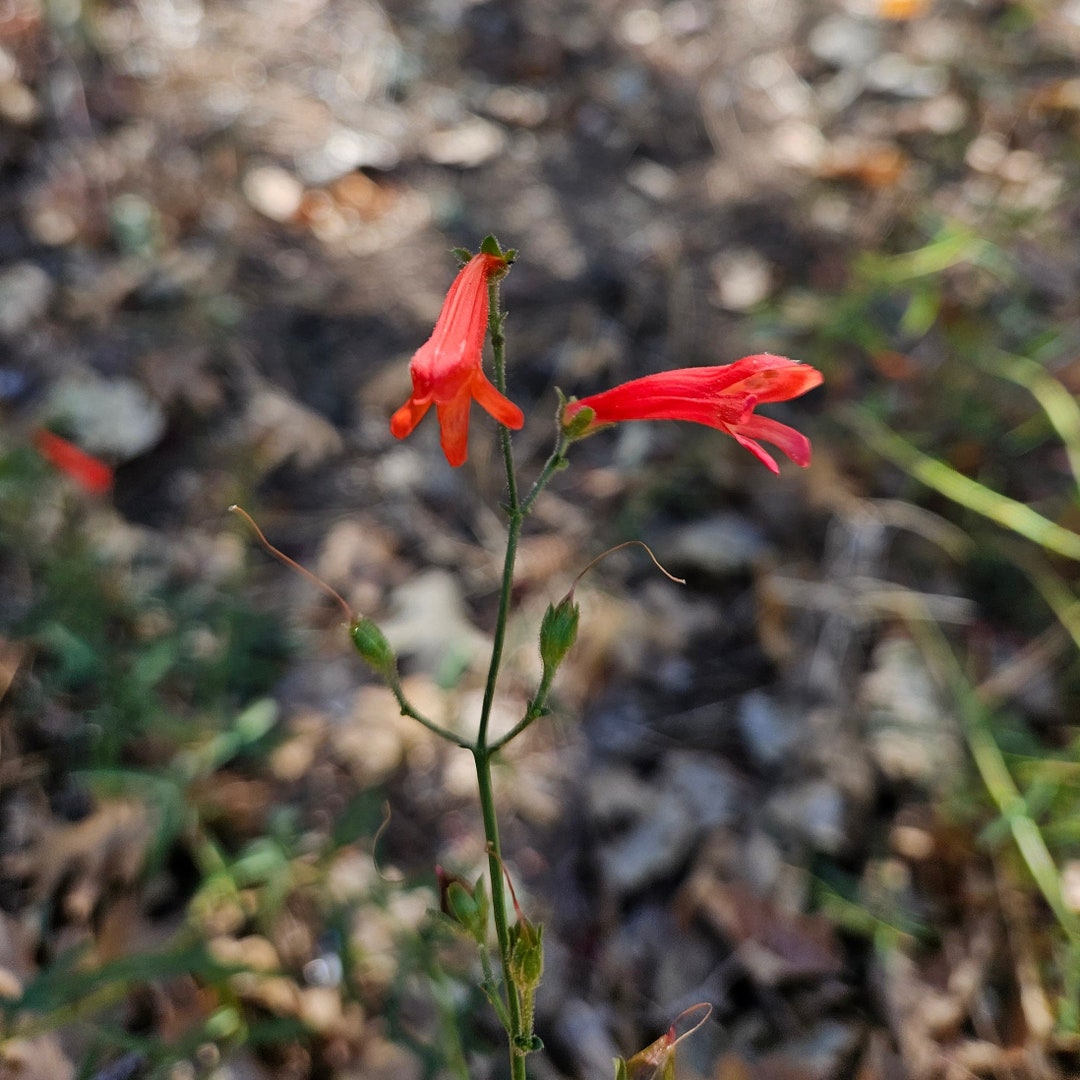 Beaked Penstemon Seeds|penstemon Rostriflorus|california Native Plant ...