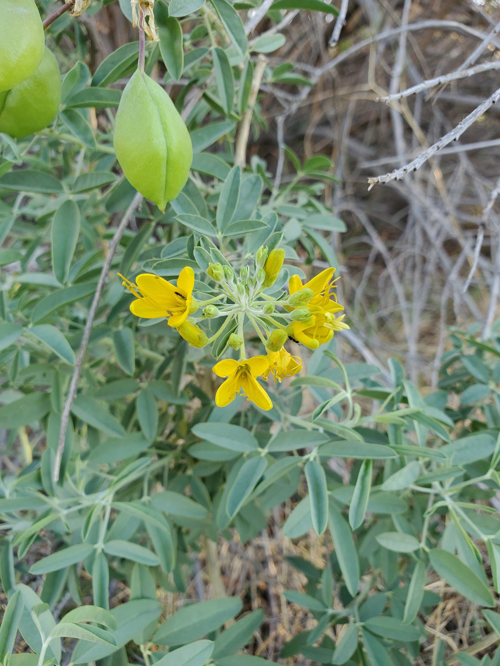 California Bladderpod Seeds|peritoma Arborea|california Native ...