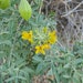 California Bladderpod Seeds|peritoma Arborea|california Native ...