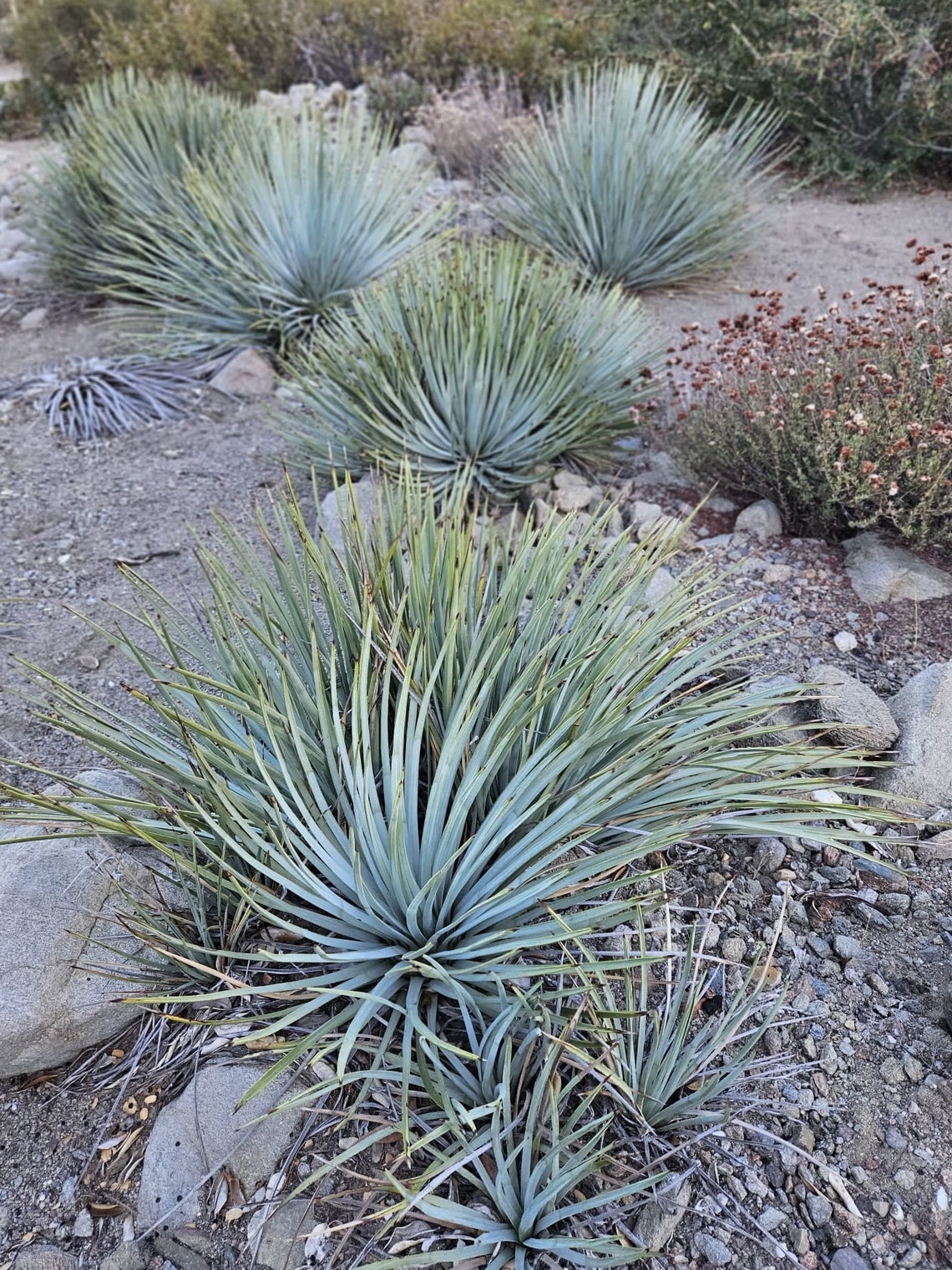 Purple Chaparral Yucca Seeds|hesperoyucca Whipplei|california Native ...