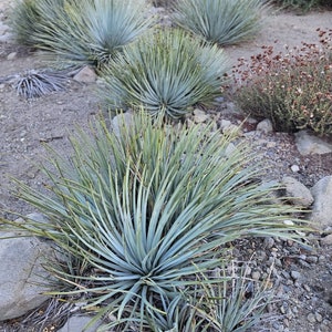 Purple Chaparral Yucca Seeds|hesperoyucca Whipplei|california Native ...