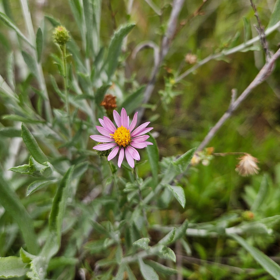 California Aster Seeds|corethrogyne Filaginifolia|california Native ...