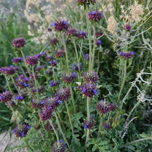Chia Seeds|salvia Columbariae|california Native Plants|native ...