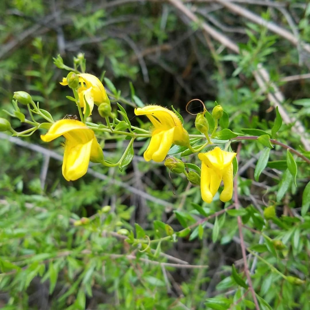 Yellow Bush Penstemon Seeds|keckiella Antirrhinoides|california Native ...