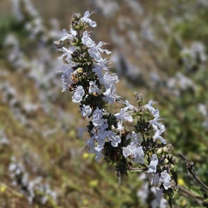 RARE Hybrid Black & White Sage Seeds|starlight Sage|salvia Starlight|california Native ...