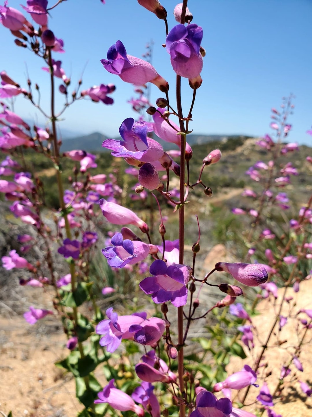 Showy Penstemon Seeds|penstemon Spectabilis|california Native Plant ...
