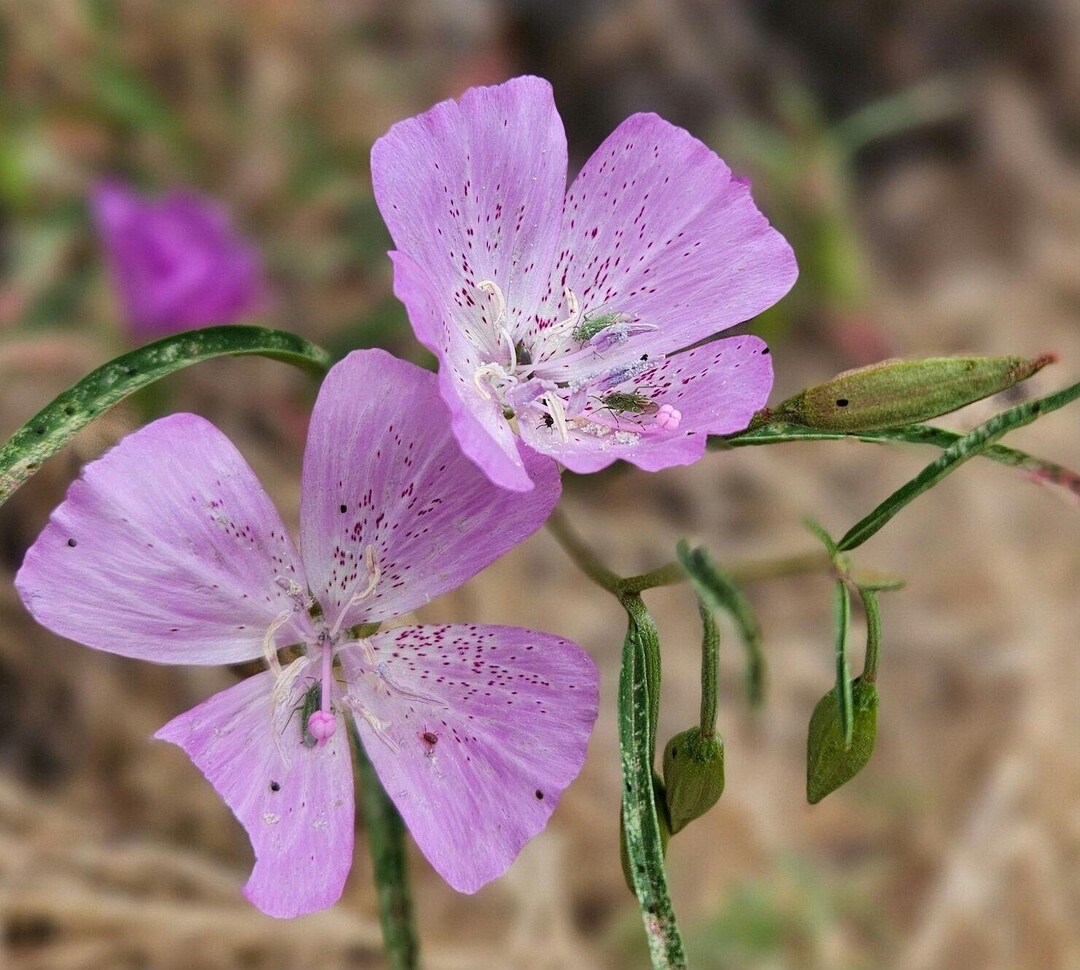 Speckled Clarkia Seeds|clarkia Cylindrica|california Native Plants ...