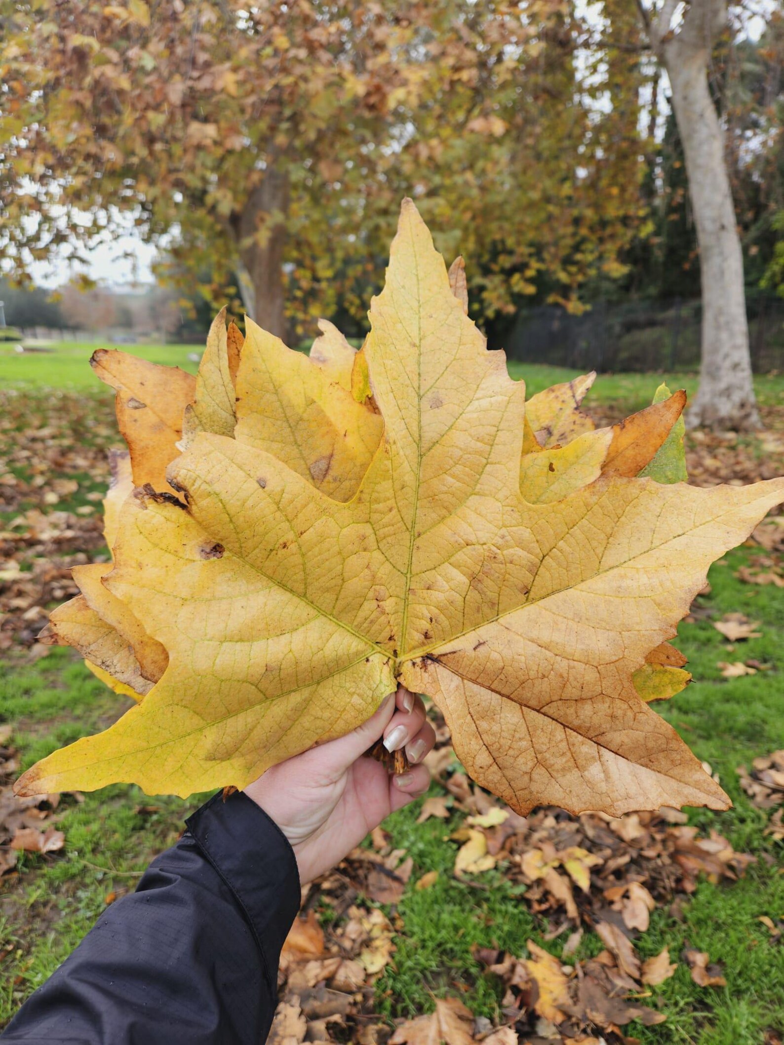 Western Sycamore Seeds|platanus Racemosa|california Native Plants ...