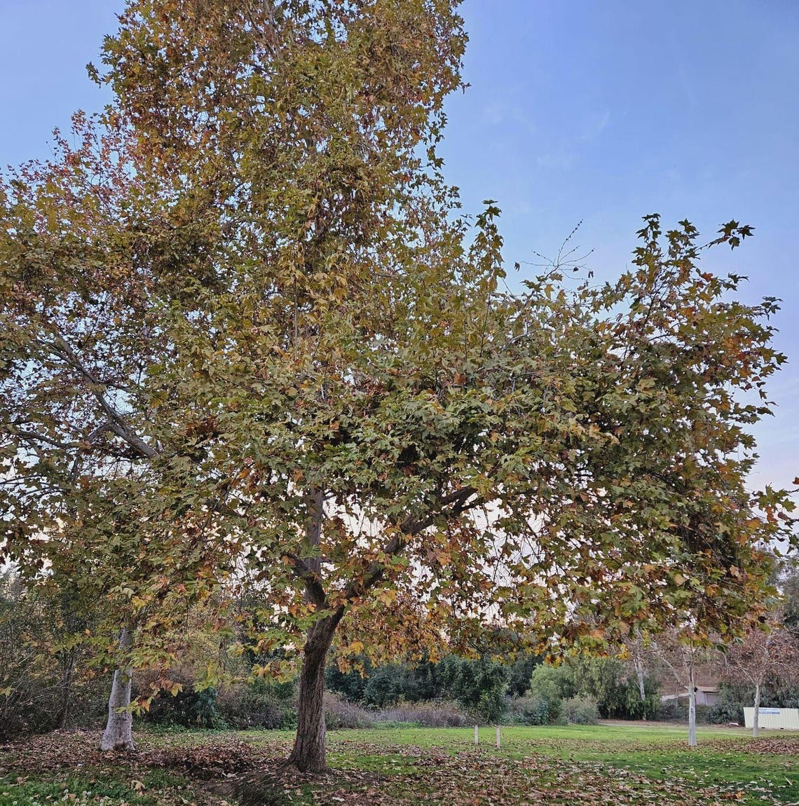 Western Sycamore Seeds|platanus Racemosa|california Native Plants ...