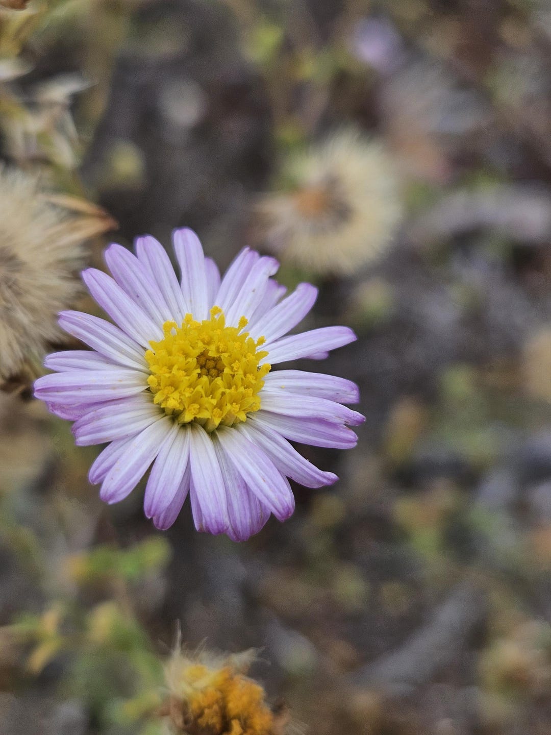 California Aster Seeds|corethrogyne Filaginifolia|california Native ...