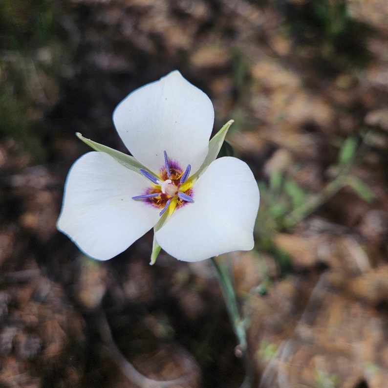 Pinyon Mariposa Lily Seeds|calochortus Bruneaunis|california Native ...