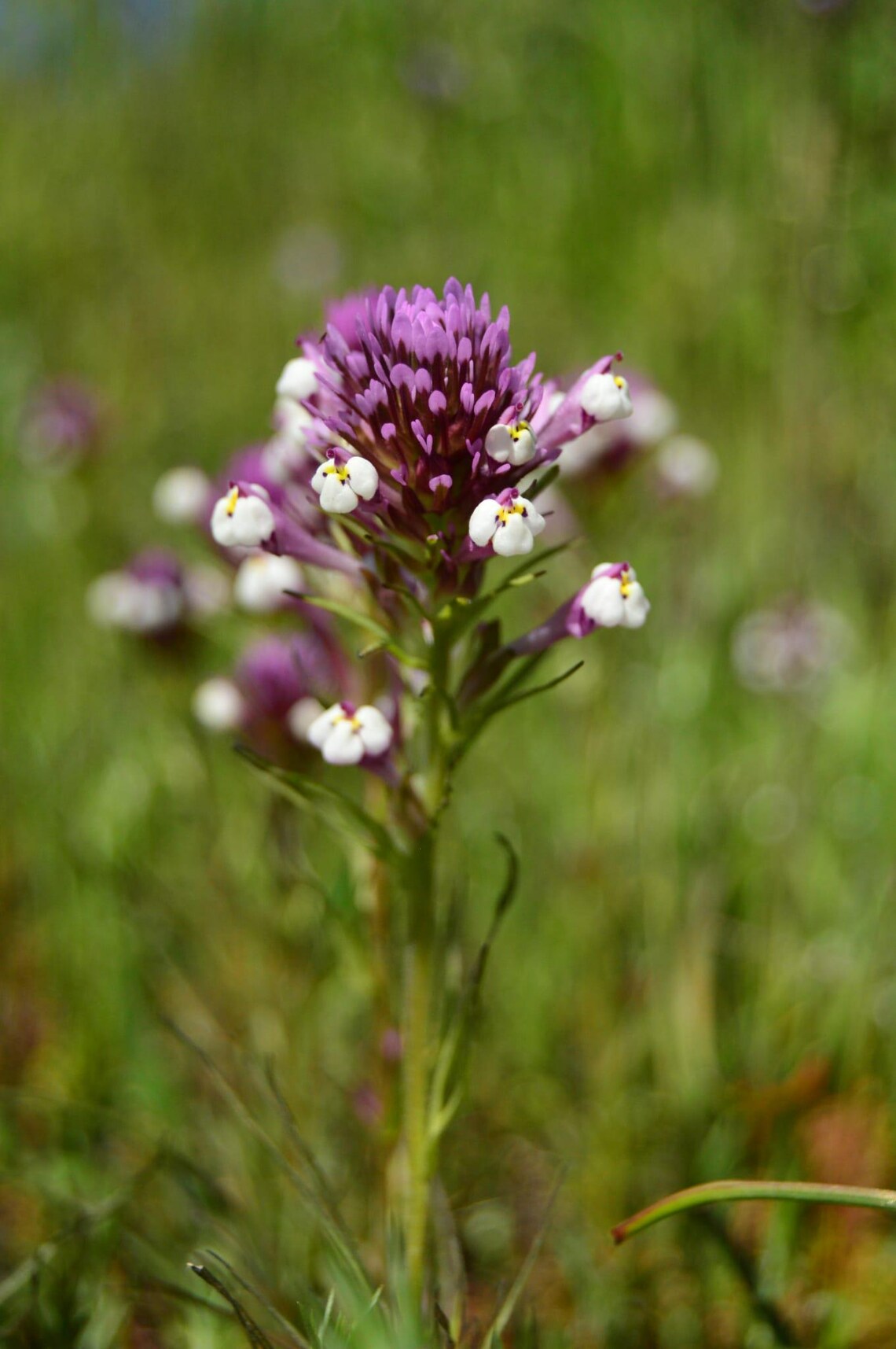Purple Owl's Clover Seeds|castilleja Exserta|california Native ...
