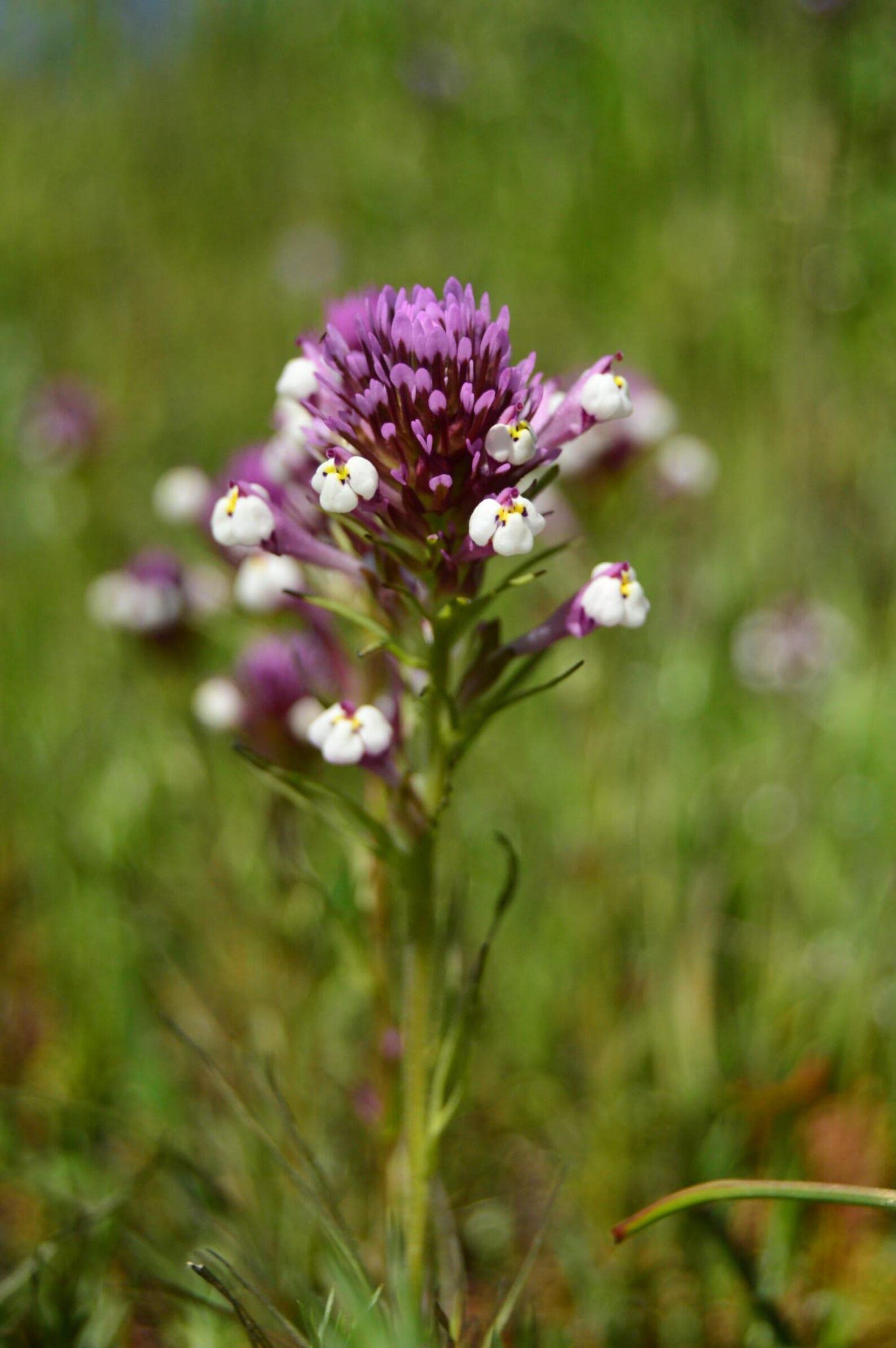 Purple Owl's Clover Seeds|castilleja Exserta|california Native ...