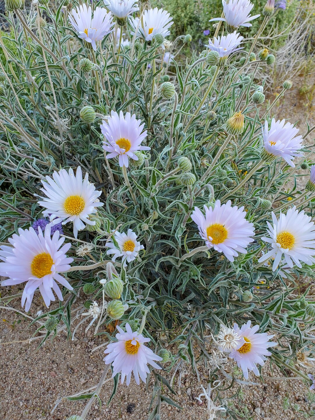Mojave Aster Seeds|xylorhiza Tortifolia|california Native Seeds|native ...