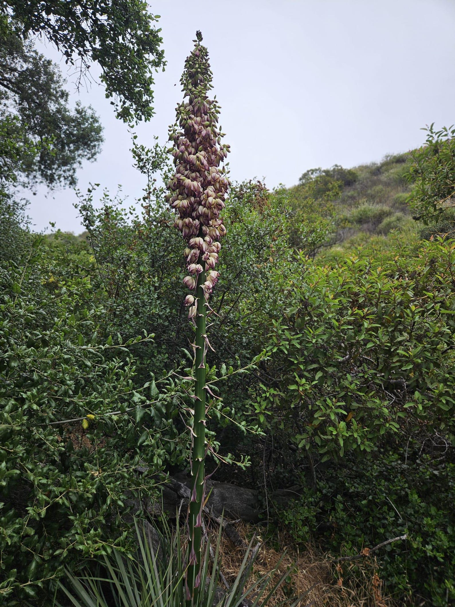 Purple Chaparral Yucca Seeds|hesperoyucca Whipplei|california Native ...