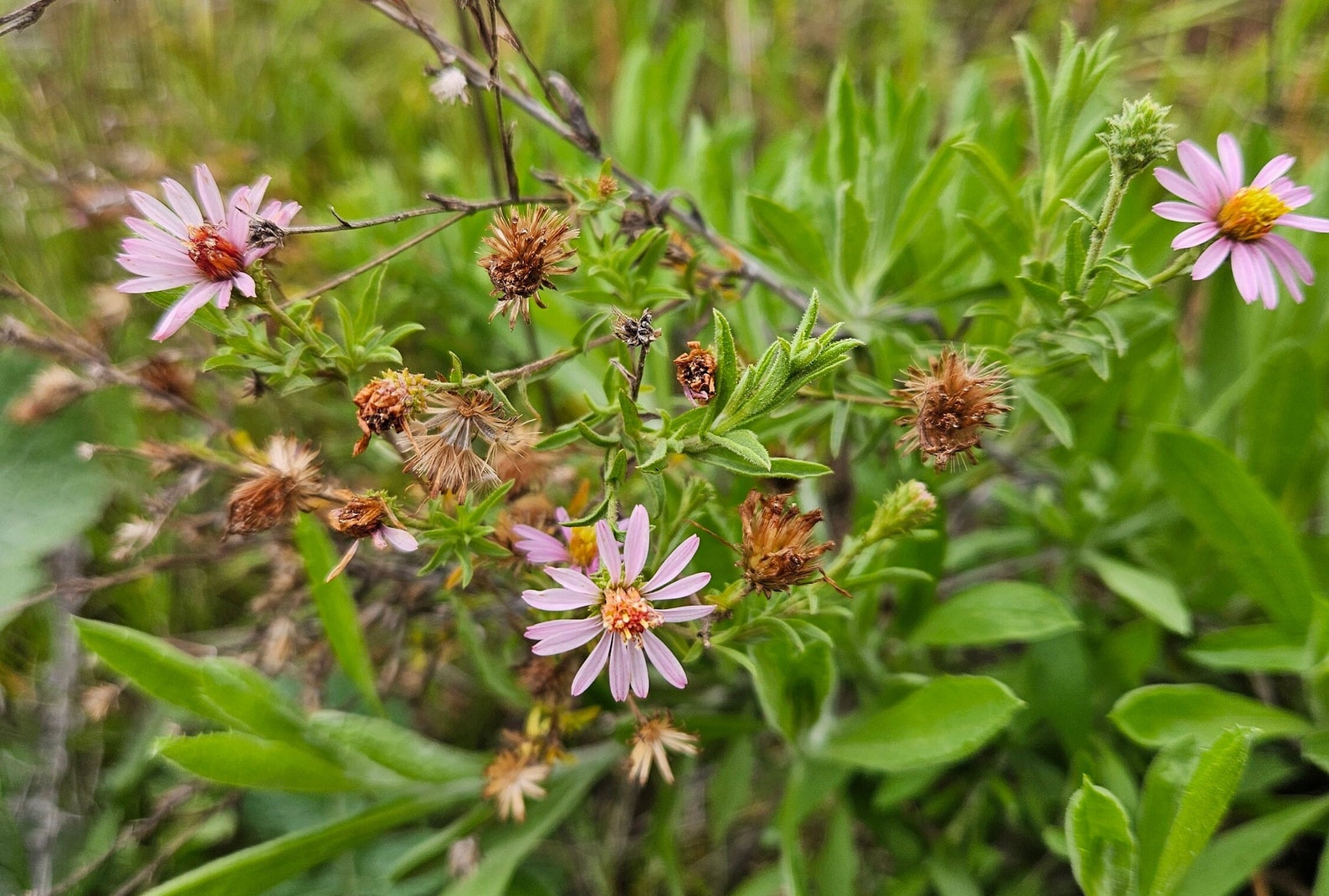 California Aster Seeds|corethrogyne Filaginifolia|california Native ...