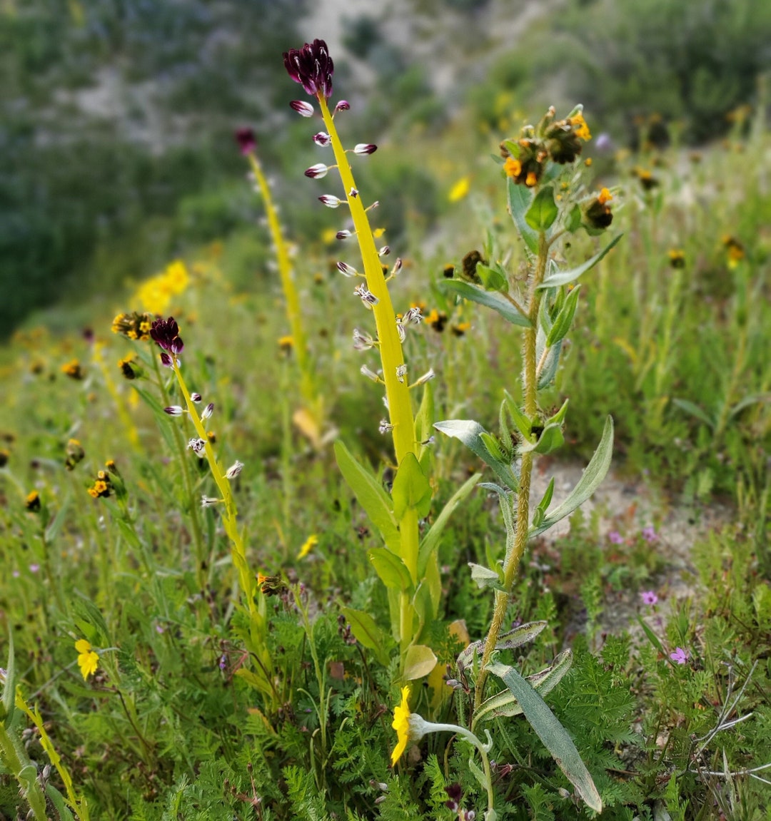 Desert Candle Seeds|caulanthus Inflatus| California Native Wildflowers ...