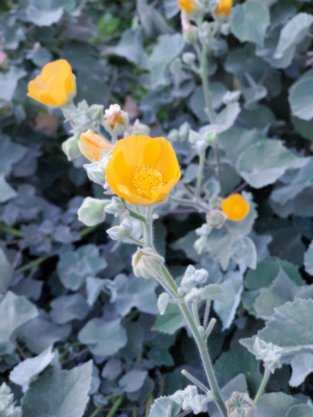 Palmer's Indian Mallow Seeds|abutilon Palmeri|california Native Seeds ...