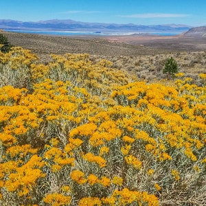 Rubber Rabbitbrush Seeds|ericameria Nauseosa|california Native ...
