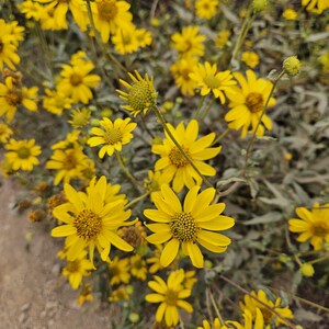 Slender Sunflower Seeds|helianthus Gracilentus|california Native Plants ...